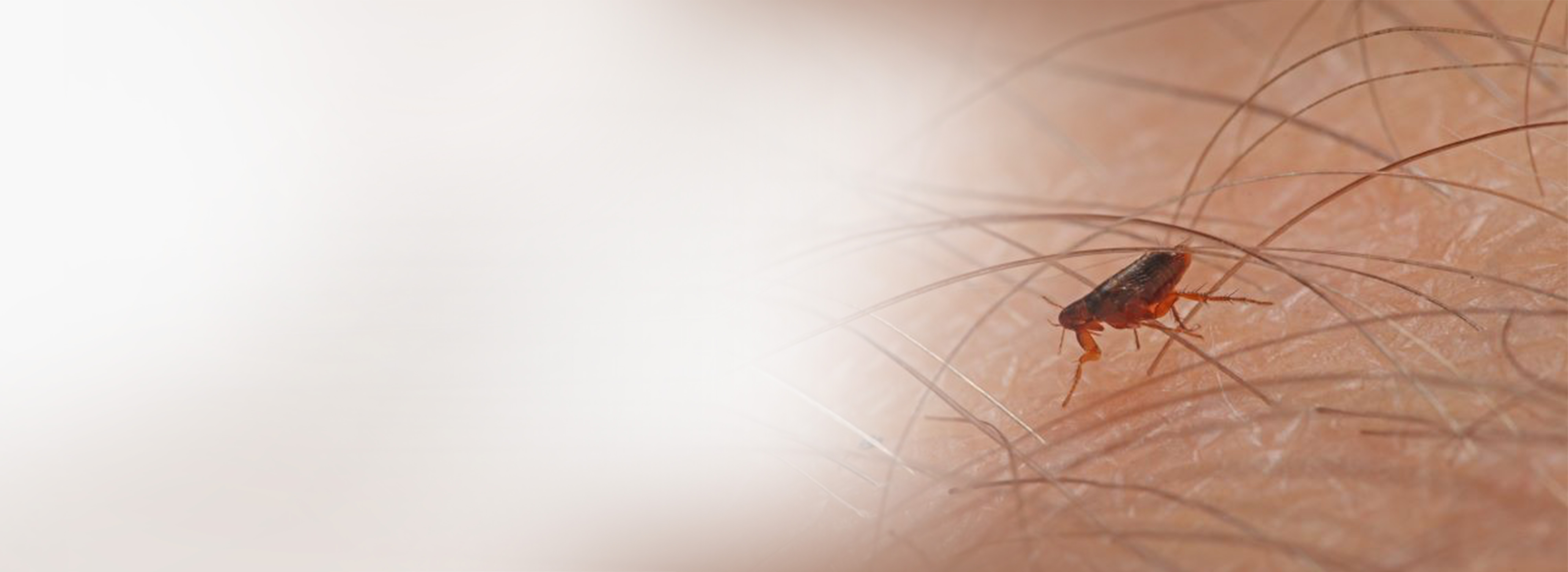 Bedwantsen - De website van Pro-Curo plaagdier preventie