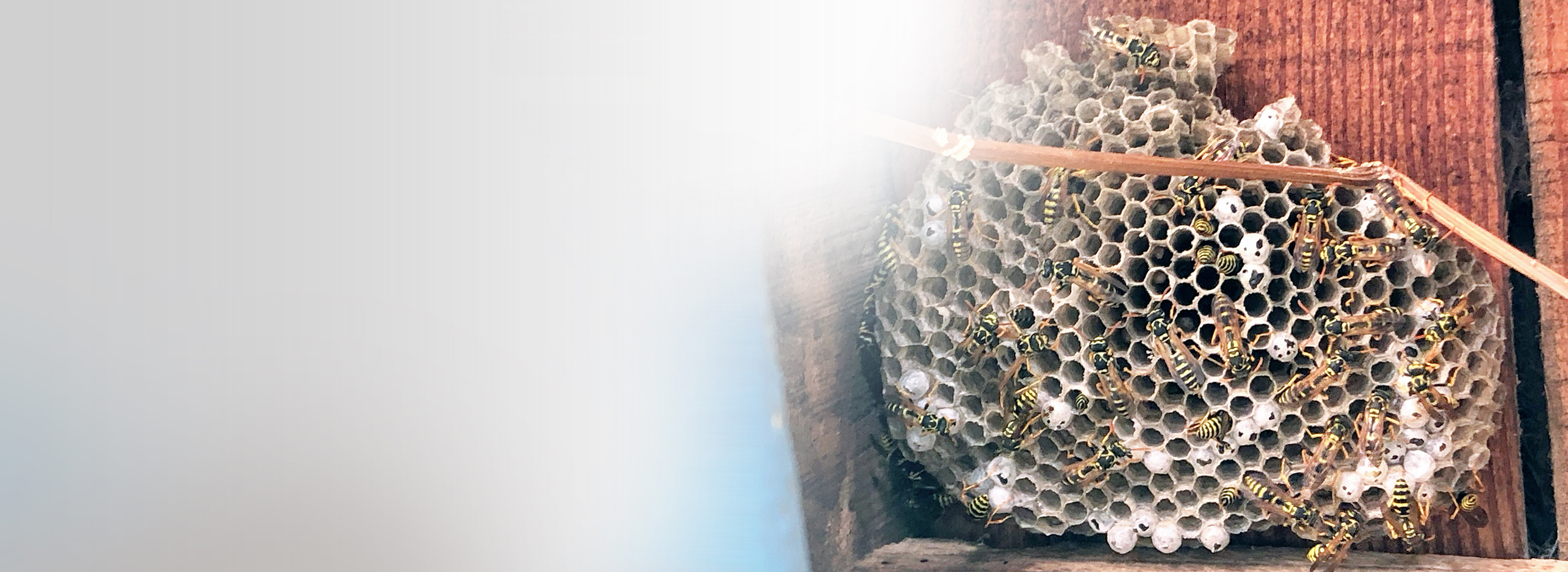 Wespen - De website van Pro-Curo plaagdier preventie