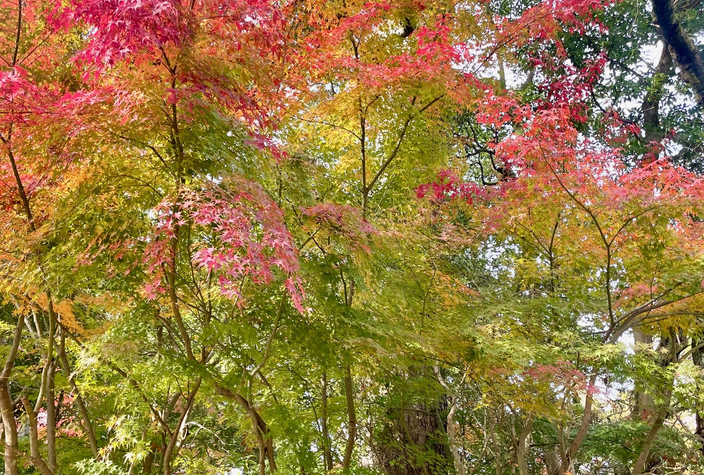 11月例会 『即興スピーチ』 - ITC-J飛騨高山クラブ
