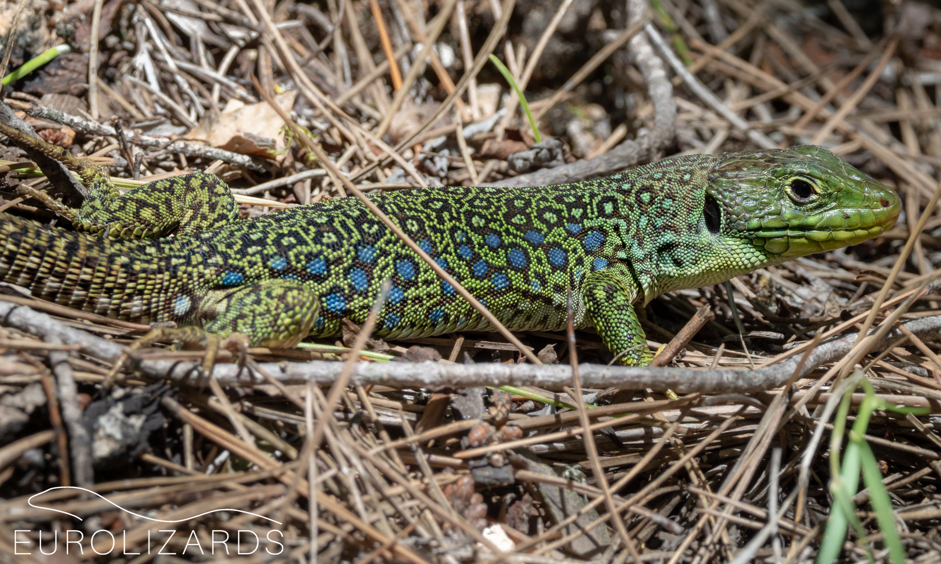Timon lepidus - Ocellated Lizard - EUROLIZARDS