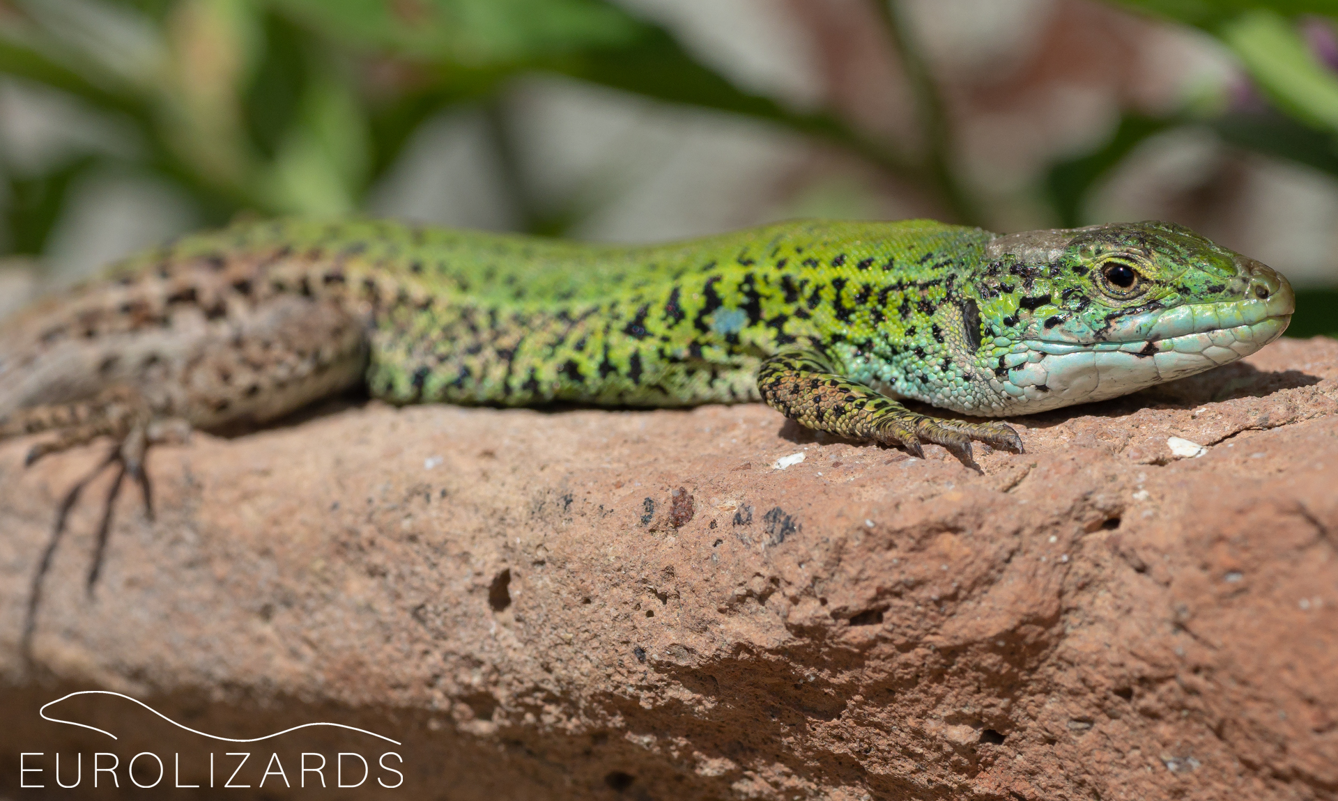 Podarcis ionicus - Ionian Wall Lizard - EUROLIZARDS