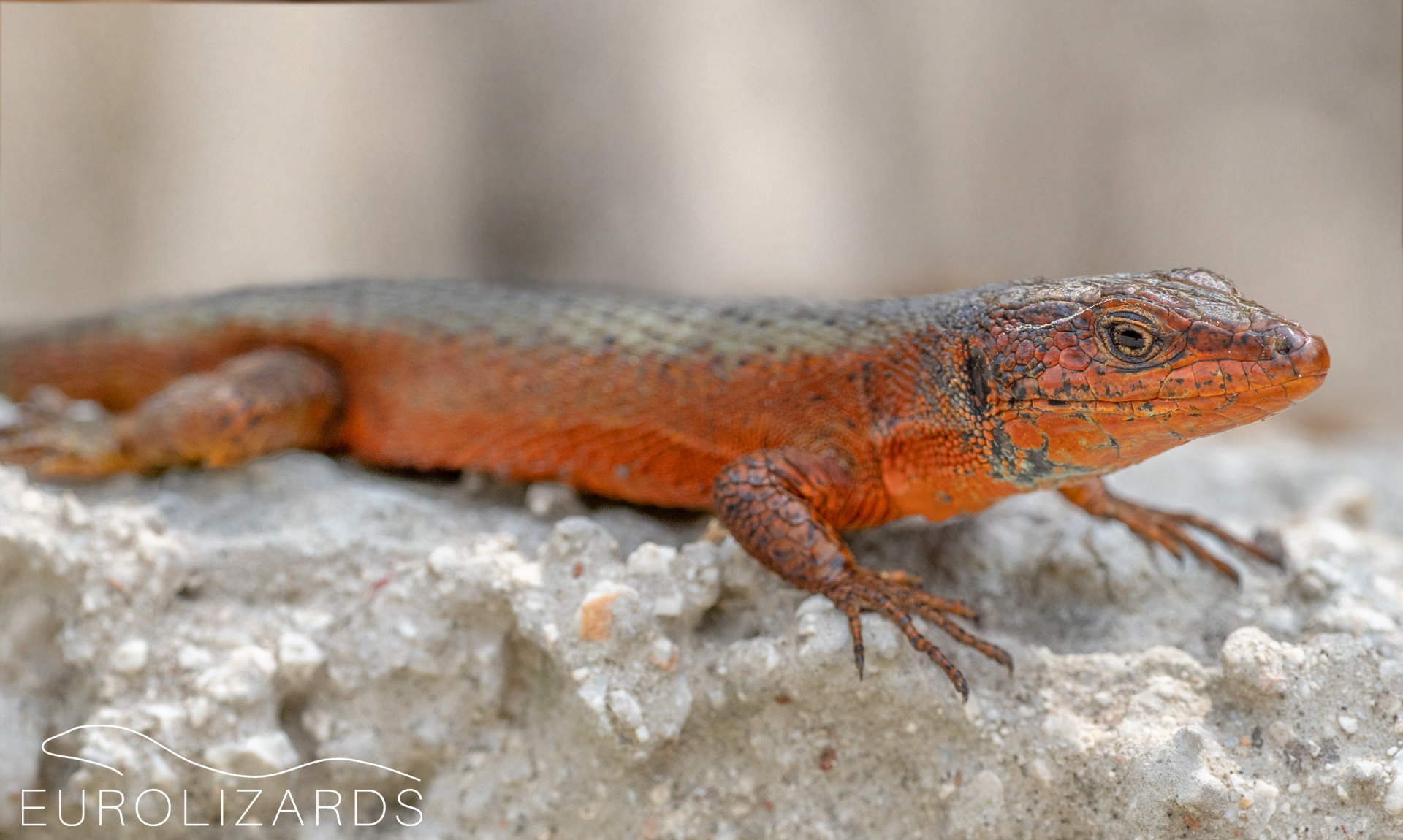 About European Lacertids - EUROLIZARDS