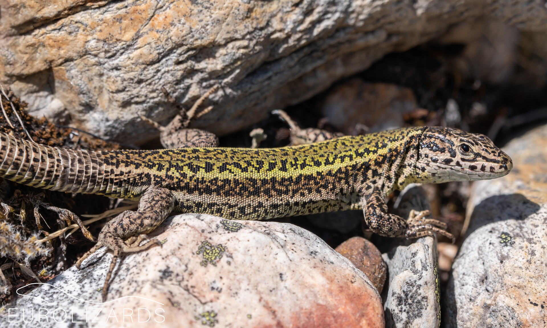 Podarcis bocagei - Bocage's Wall Lizard - EUROLIZARDS