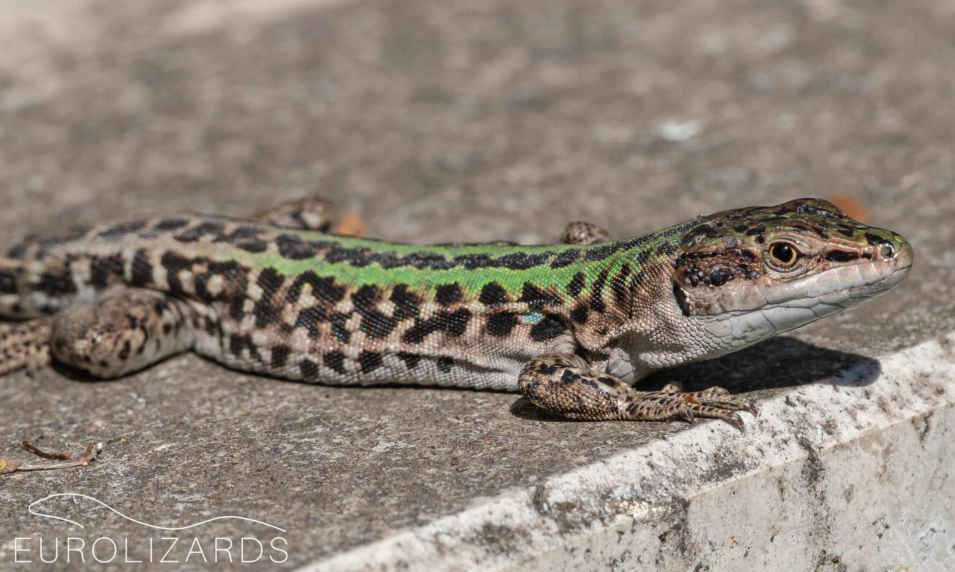 Podarcis siculus - Italian Wall Lizard - EUROLIZARDS