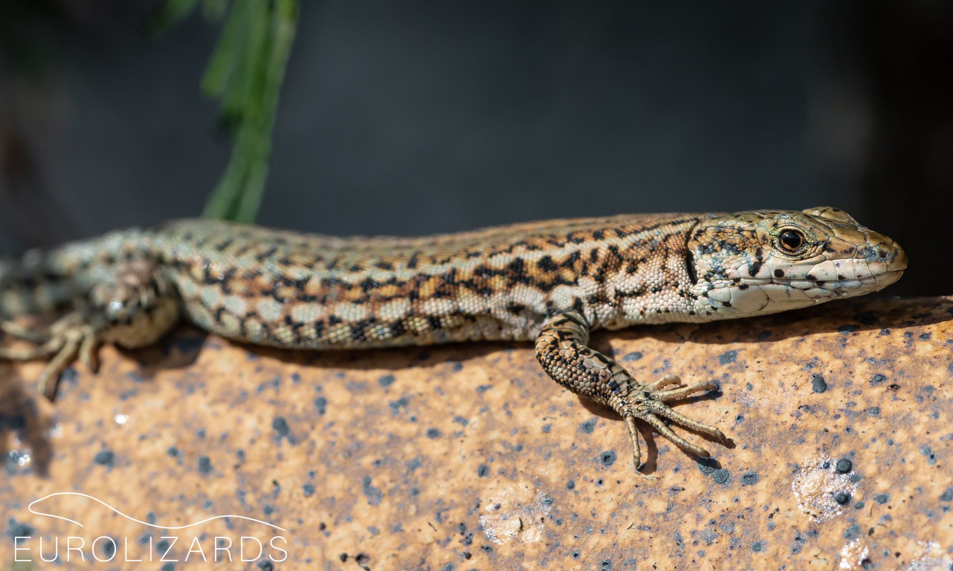 Podarcis liolepis - Catalonian Wall Lizard - EUROLIZARDS