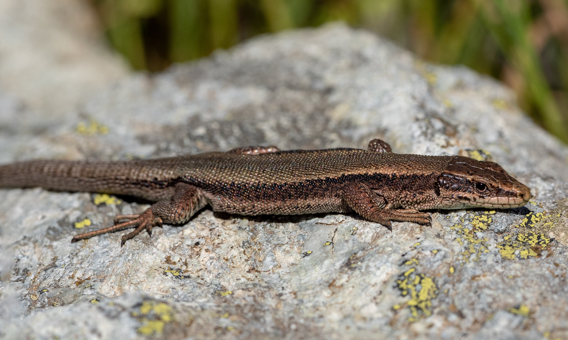 Iberolacerta bonnali - Pyrenean Rock Lizard - EUROLIZARDS