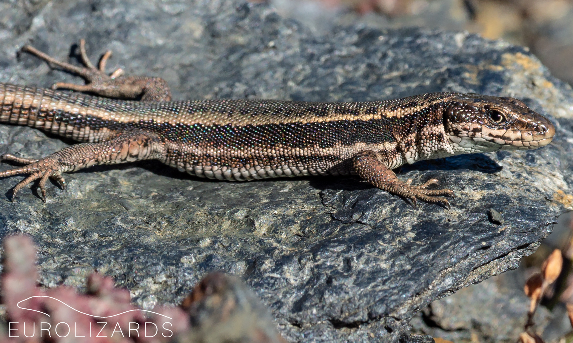Iberolacerta aranica - Aran Rock Lizard - EUROLIZARDS