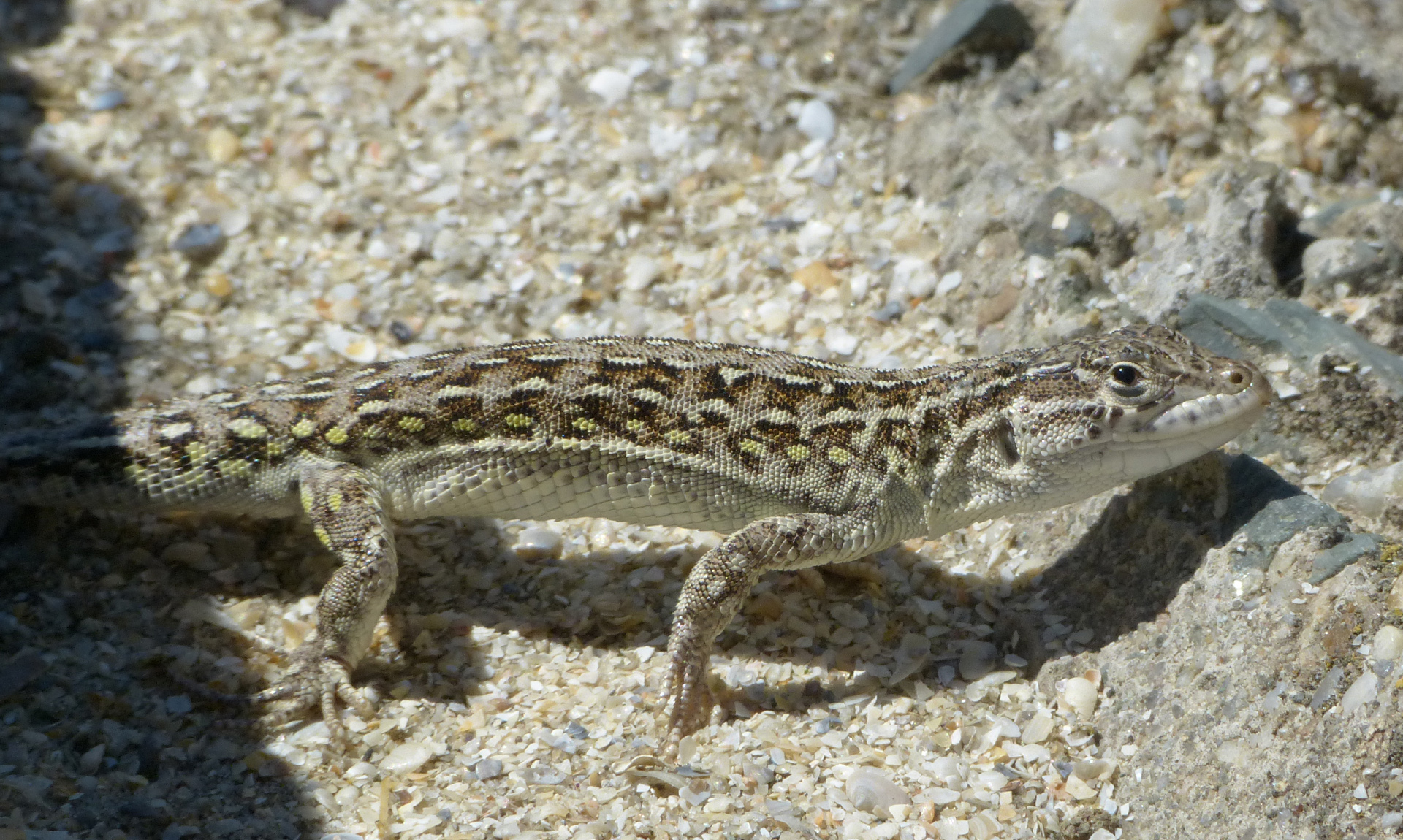 Eremias arguta - Steppe Runner - EUROLIZARDS