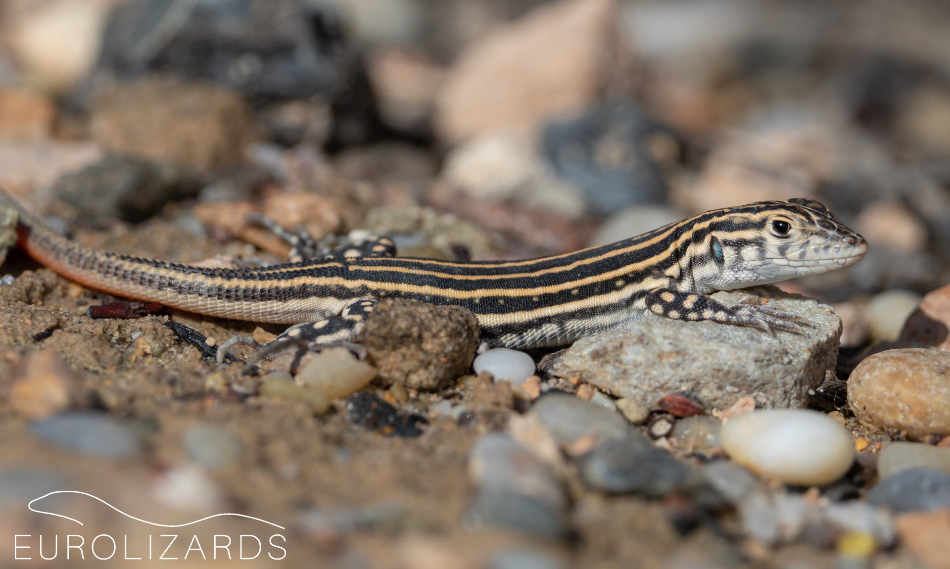 Acanthodactylus erythrurus - Spiny-footed Lizard - EUROLIZARDS