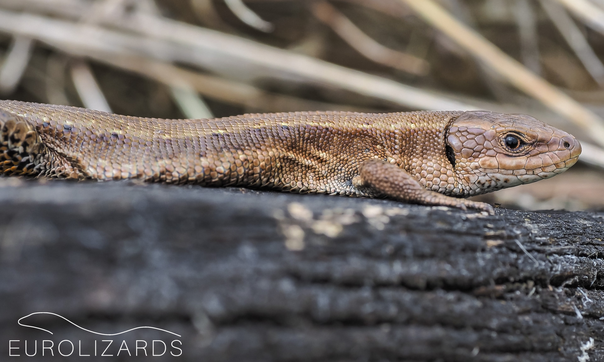 Zootoca vivipara - Viviparous Lizard - EUROLIZARDS
