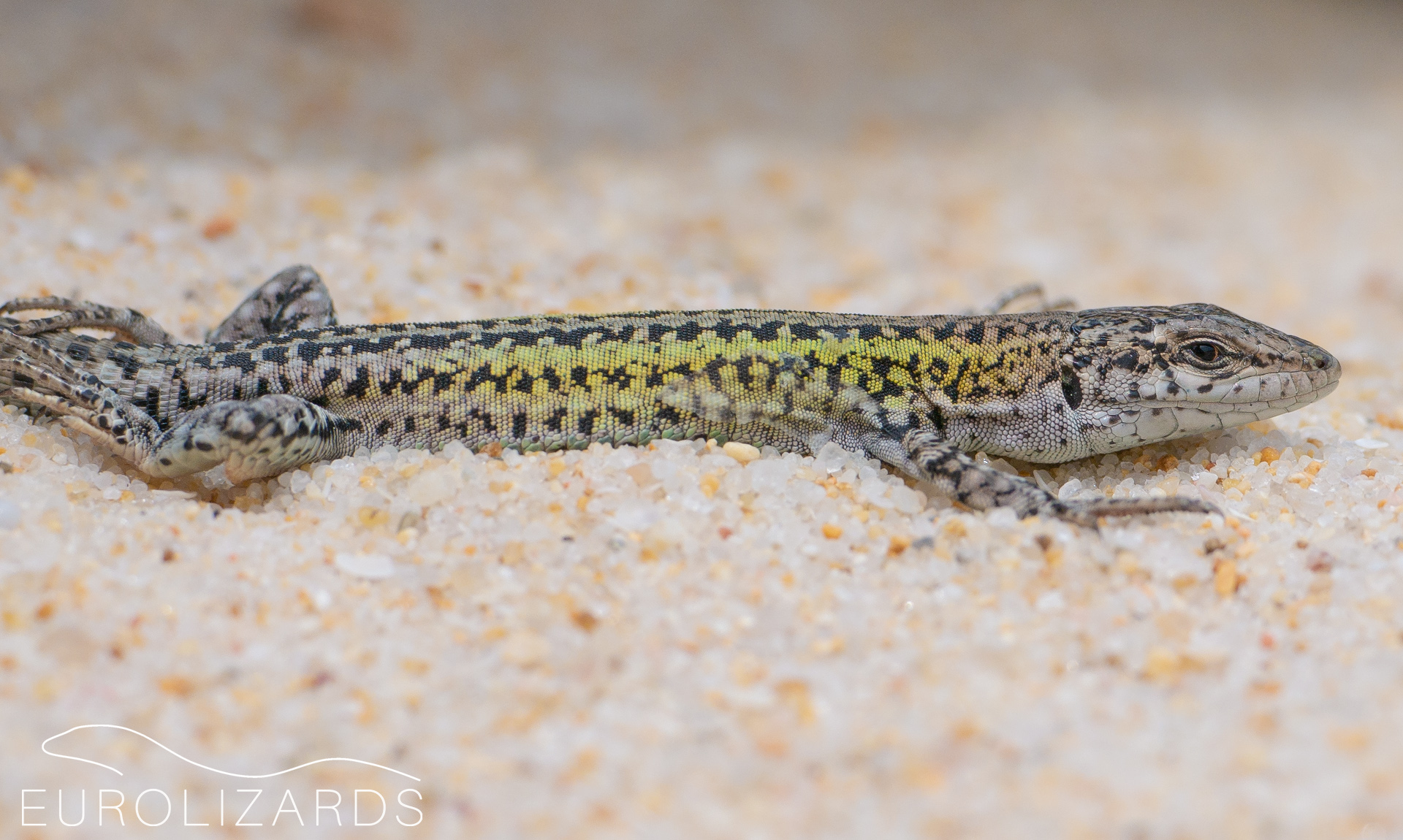 Podarcis carbonelli - Carbonell's Wall Lizard - EUROLIZARDS