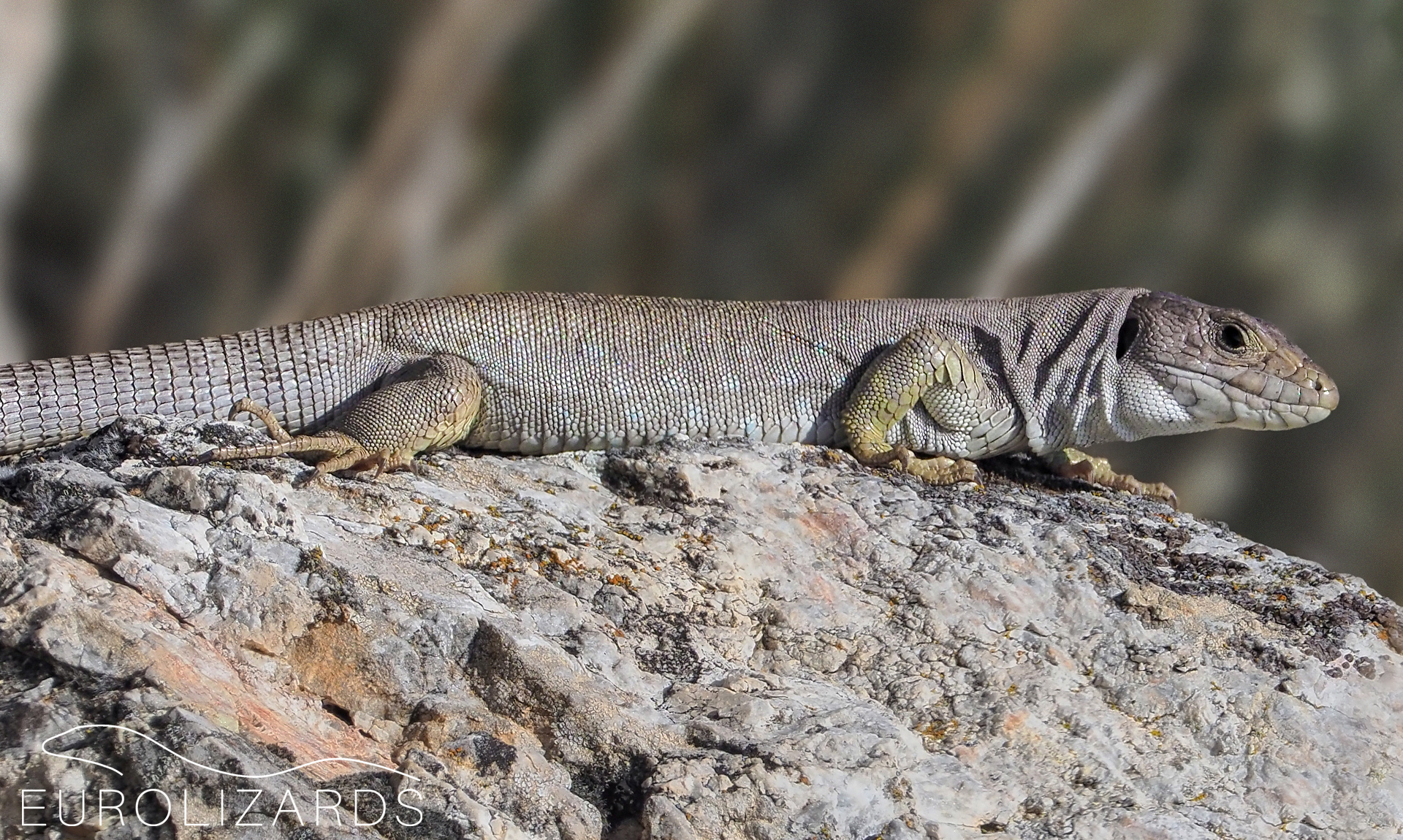 Timon nevadensis - EUROLIZARDS