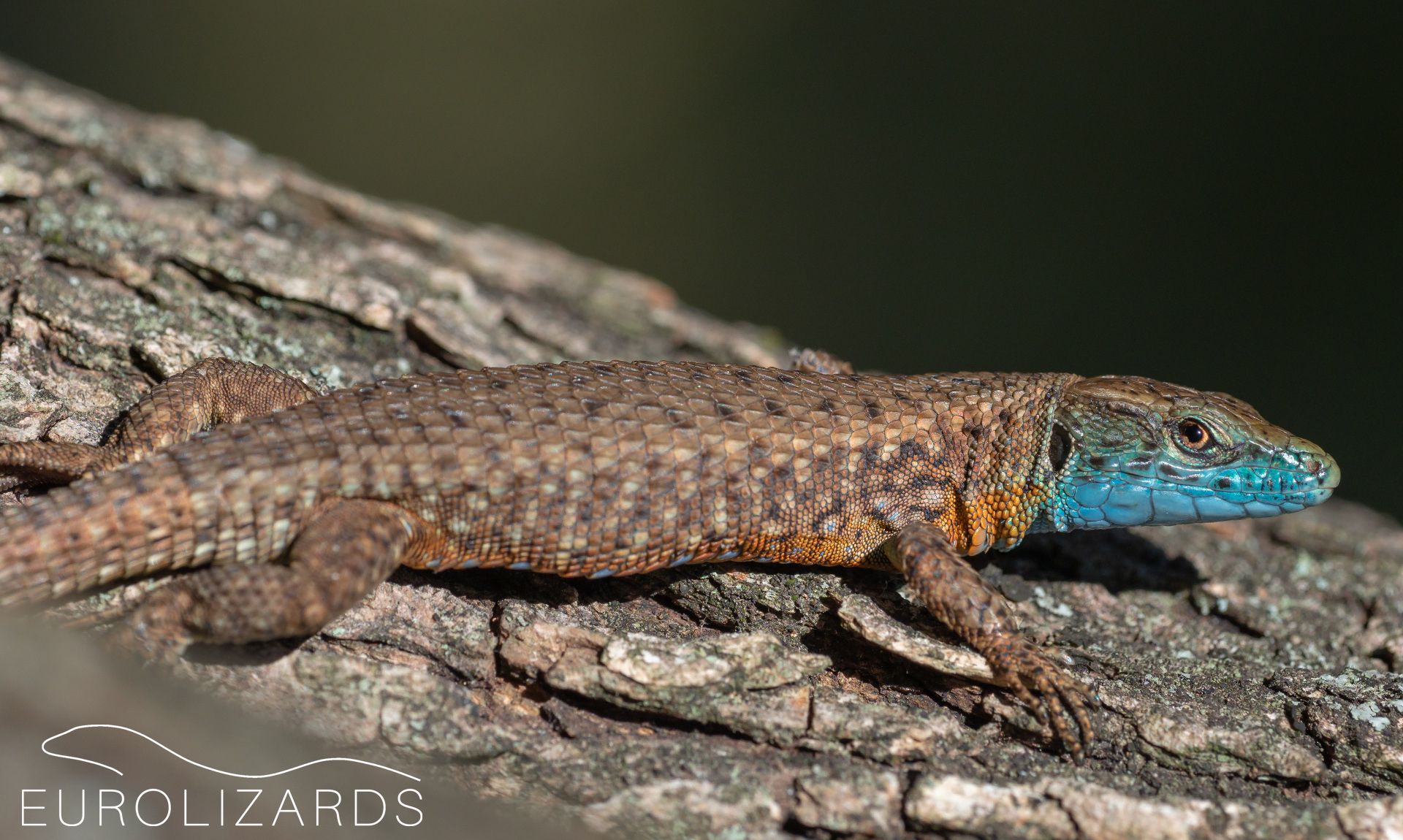 The Home of European Lizards - EUROLIZARDS