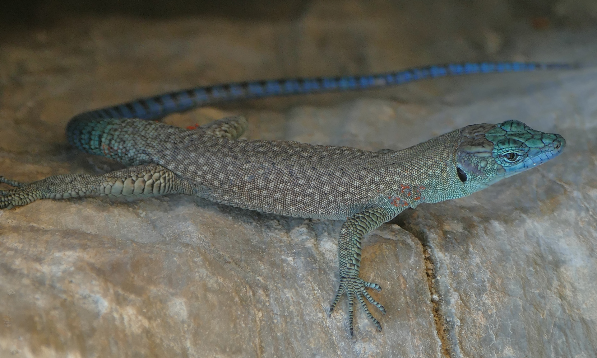 Dalmatolacerta oxycephala - Sharp-snouted Rock Lizard - EUROLIZARDS