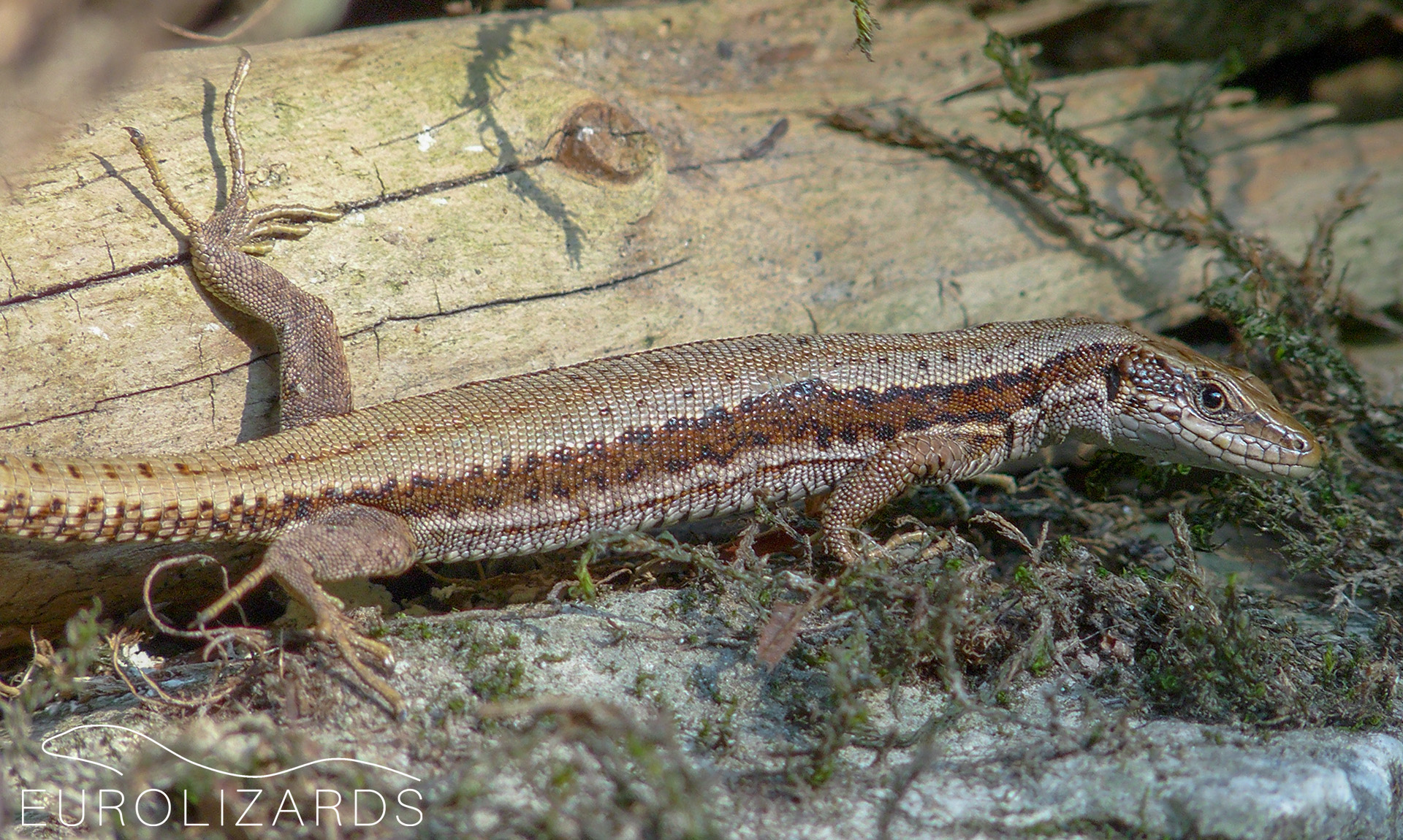 Iberolacerta horvathi - Horvath's Rock Lizard - EUROLIZARDS