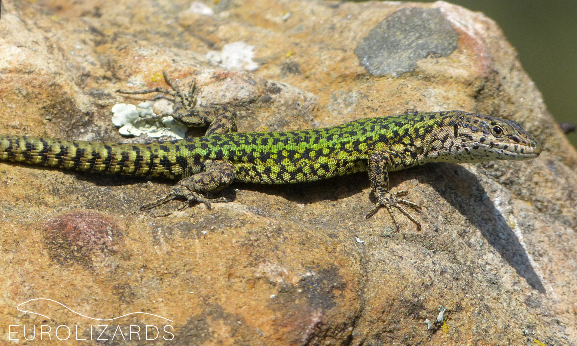 Podarcis vaucheri - Vaucher's Wall Lizard - EUROLIZARDS
