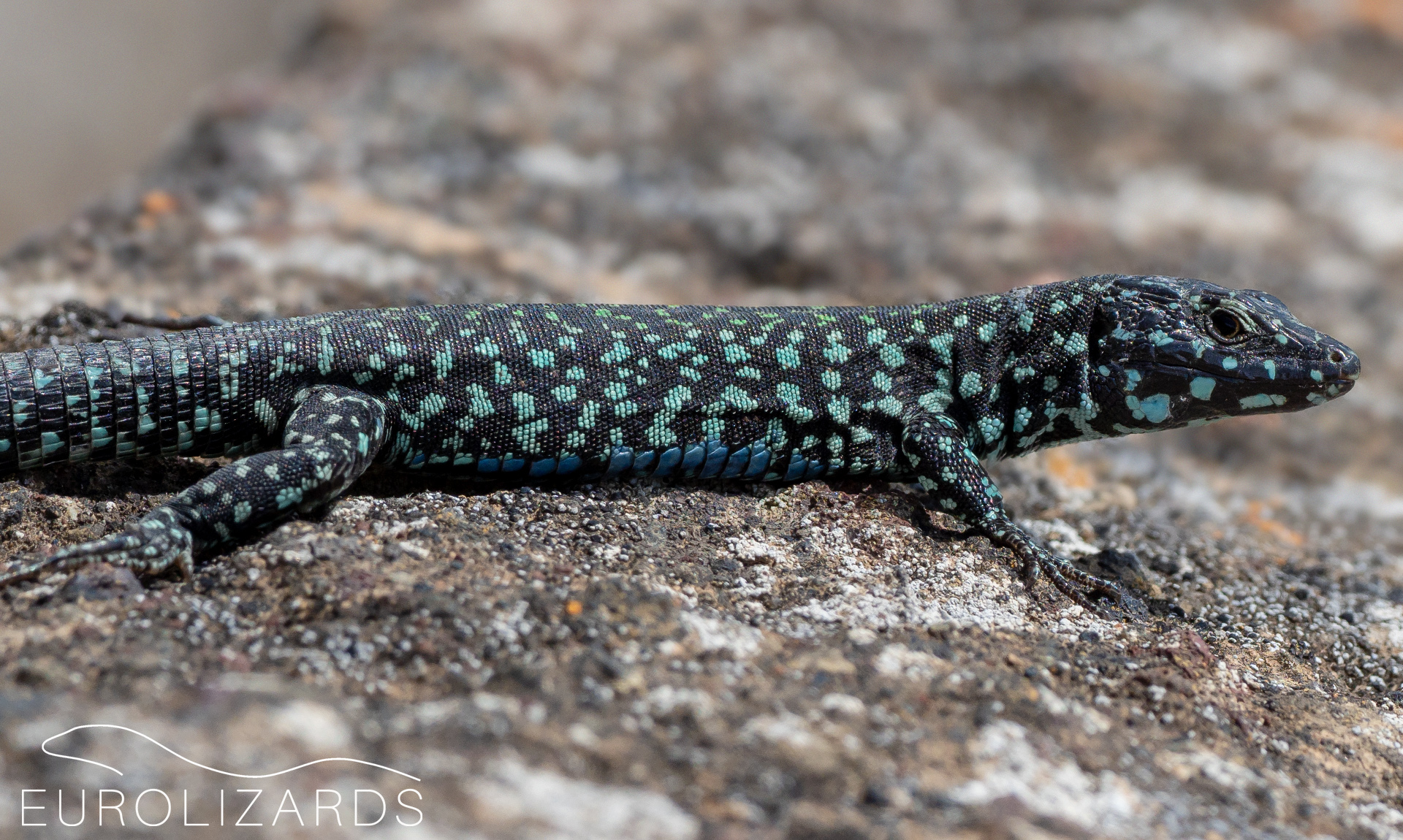 Podarcis filfolensis - Maltese Wall Lizard - EUROLIZARDS