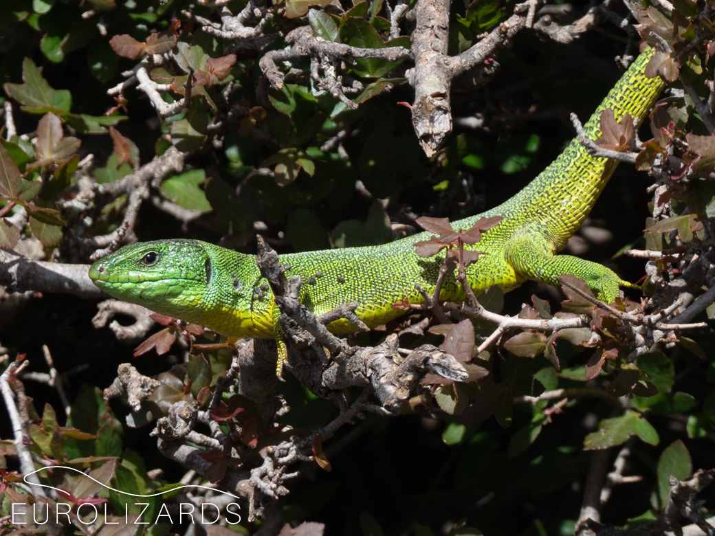 Lacerta trilineata - Balkan Green Lizard - EUROLIZARDS