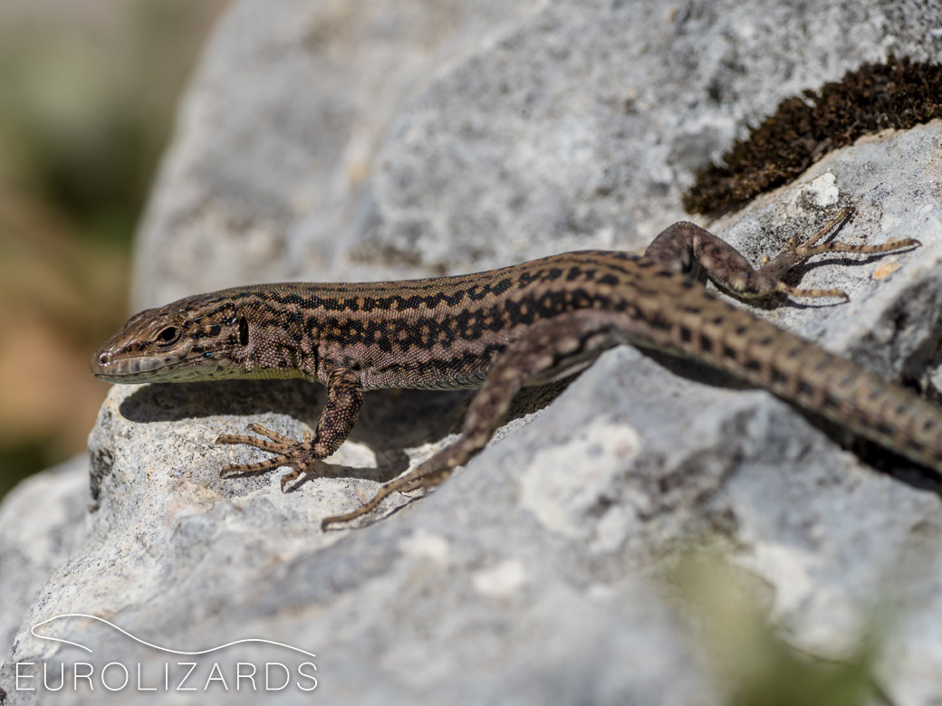 Podarcis liolepis - Catalonian Wall Lizard - EUROLIZARDS