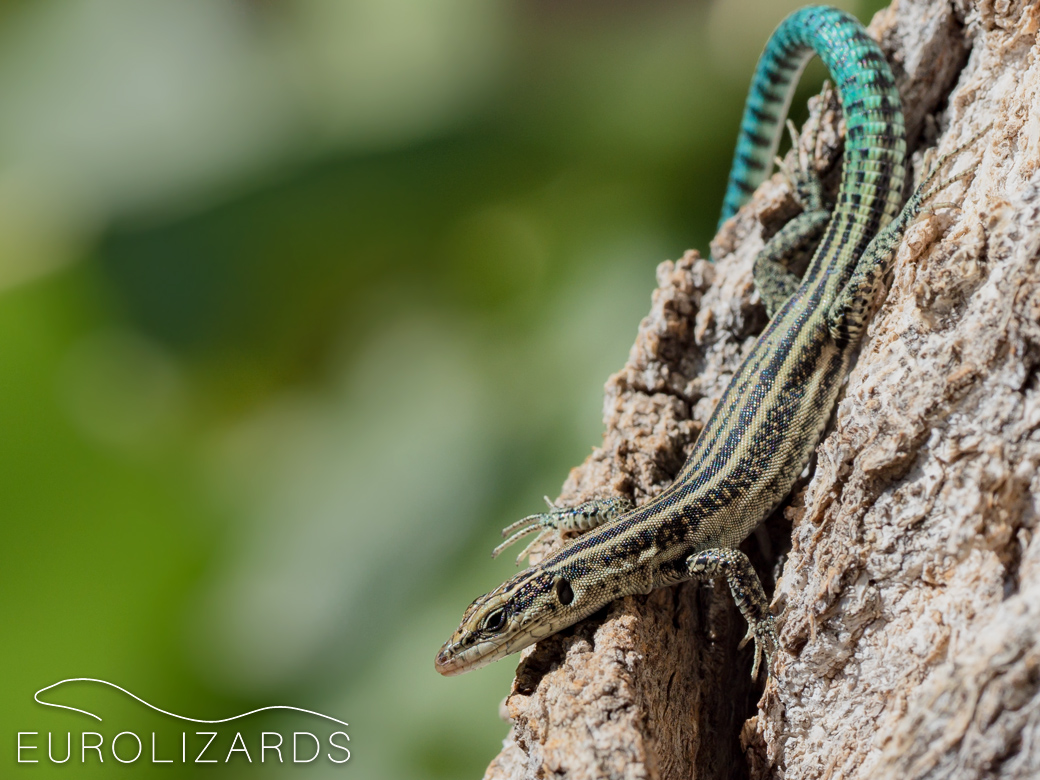 Podarcis hispanicus - Spanish Wall Lizard - EUROLIZARDS