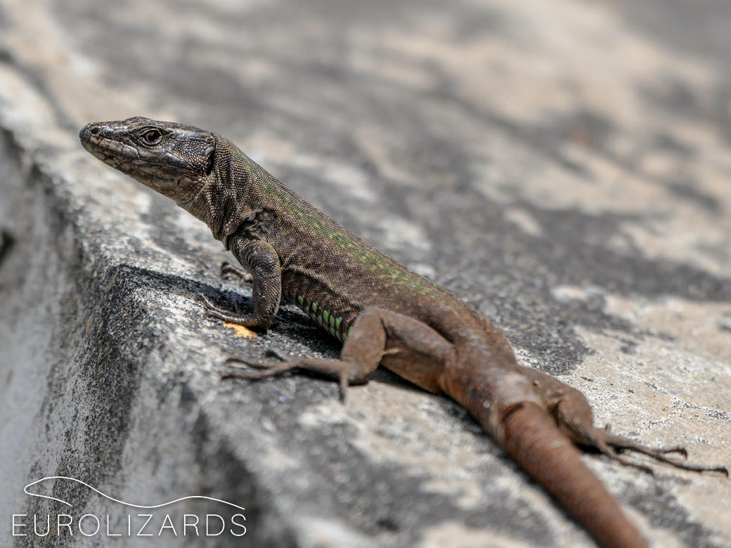Sicily & Aeolian Islands, 26.5. – 6.6.2016 - EUROLIZARDS