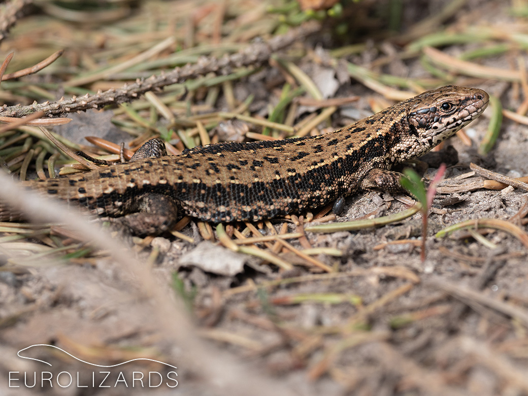 Zootoca vivipara - Viviparous Lizard - EUROLIZARDS