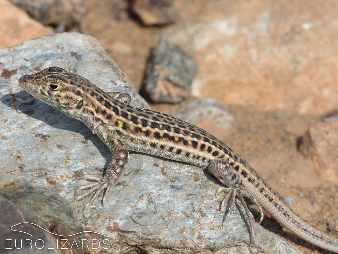 Acanthodactylus erythrurus - Spiny-footed Lizard - EUROLIZARDS