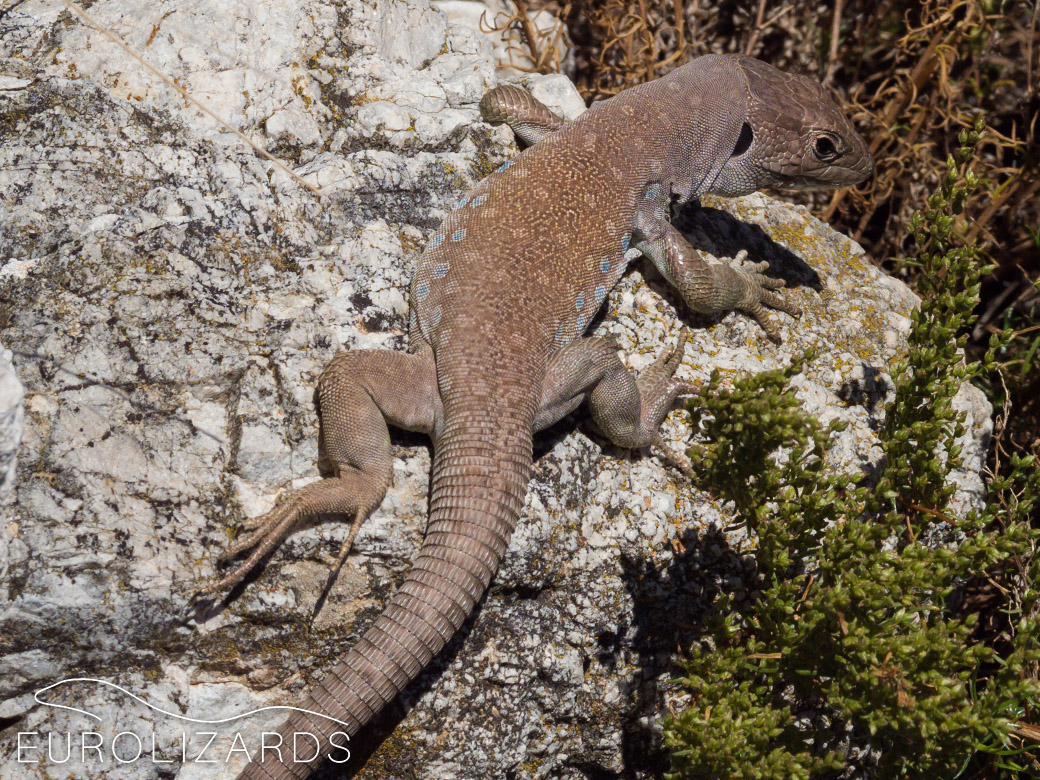 Timon nevadensis - EUROLIZARDS