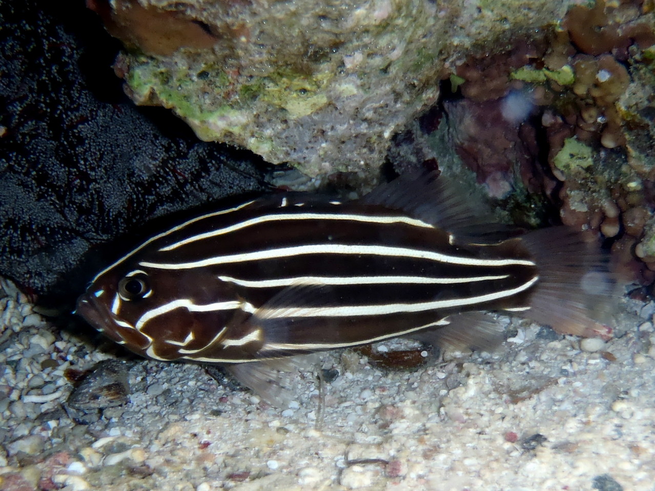 Grammistes sexlineatus (soapfish) - Red Sea Reef Snorkeling. Nurkownie ...