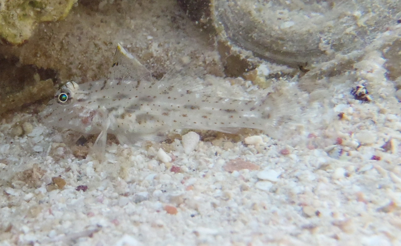 Dactylopus dactylopus (Fingered dragonet) - Red Sea Reef Snorkeling ...