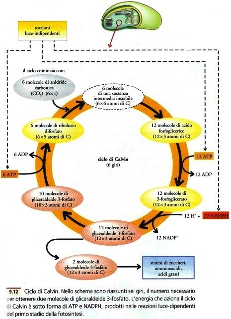 Vie Metaboliche e Processi Vitali - BioForFun Vie Metaboliche e Processi Vitali - BioForFun