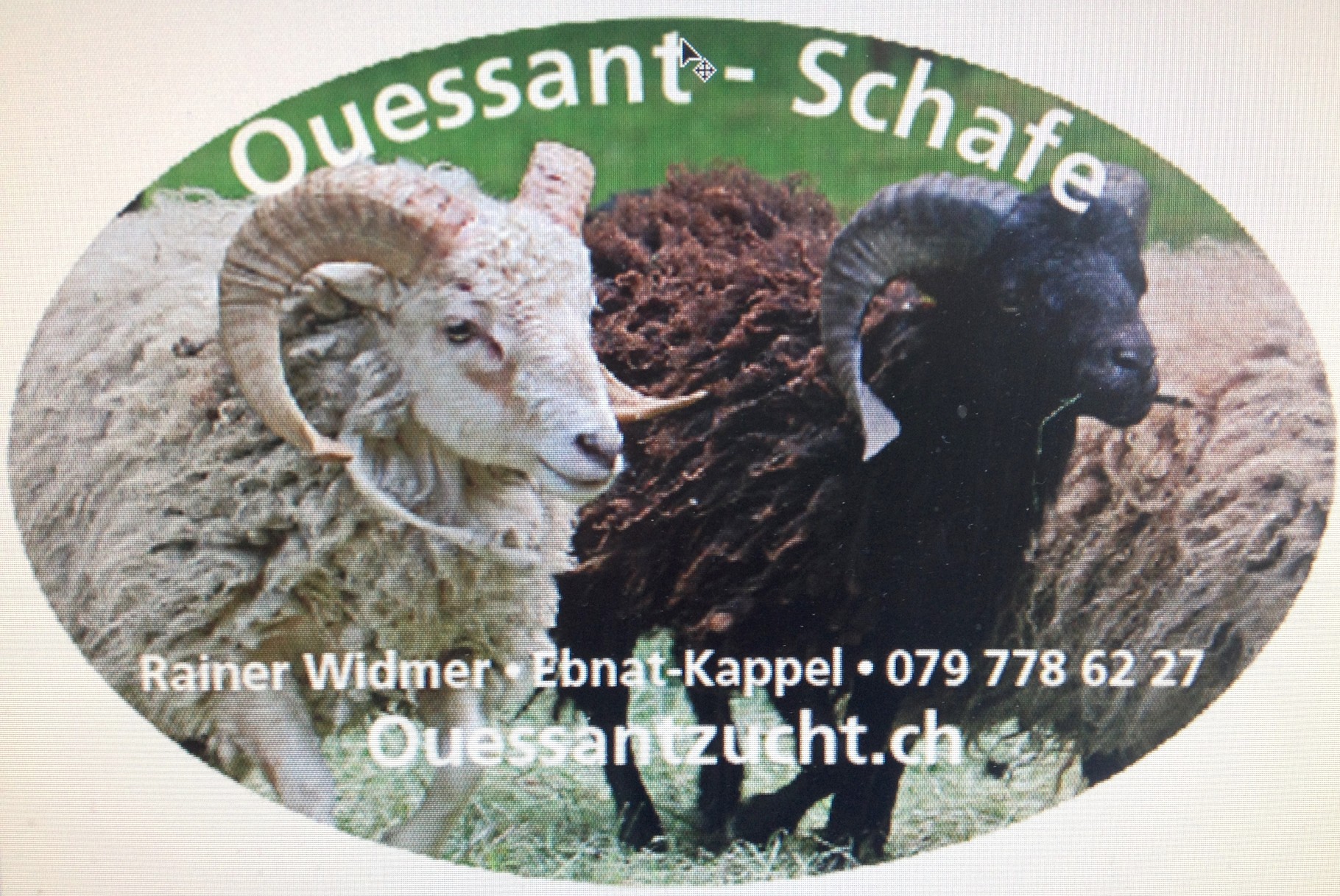 Quessant Schaf, kleines Schaf, Ouessant, Ouessantschaf, Schweiz ...