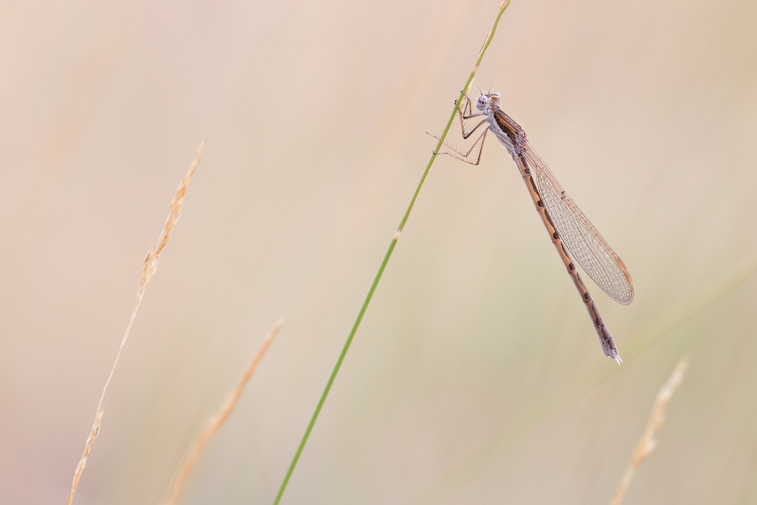 Kleinlibellen (Zygoptera) - Joachim Wimmer Naturfoto