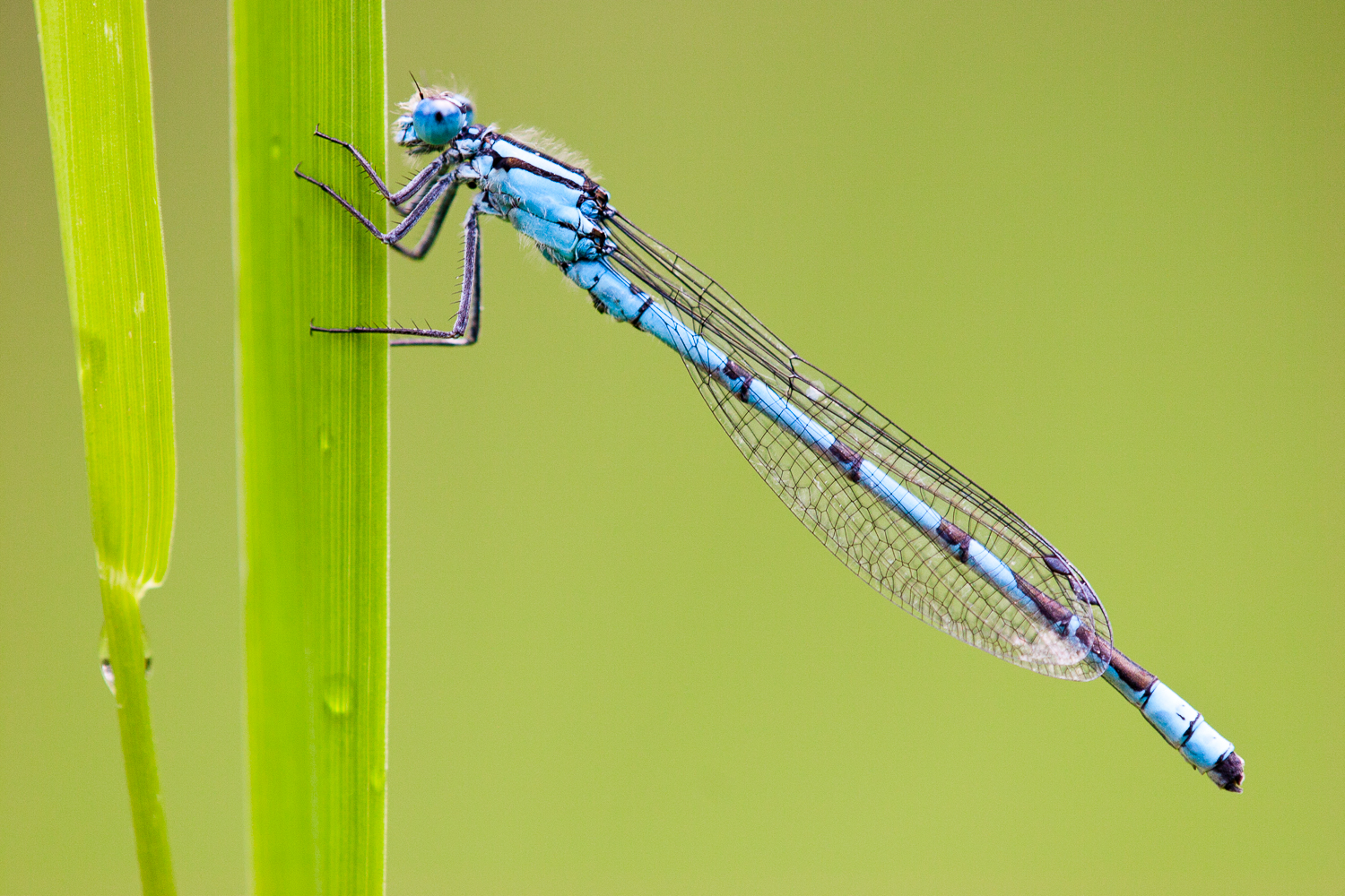 Kleinlibellen (Zygoptera) - Joachim Wimmer Naturfoto