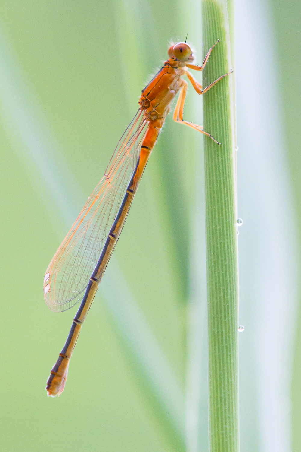 Kleinlibellen (Zygoptera) - Joachim Wimmer Naturfoto