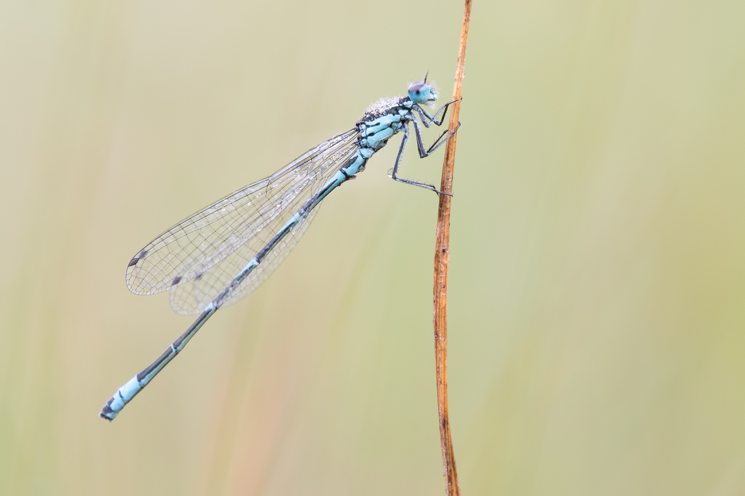 Kleinlibellen (Zygoptera) - Joachim Wimmer Naturfoto