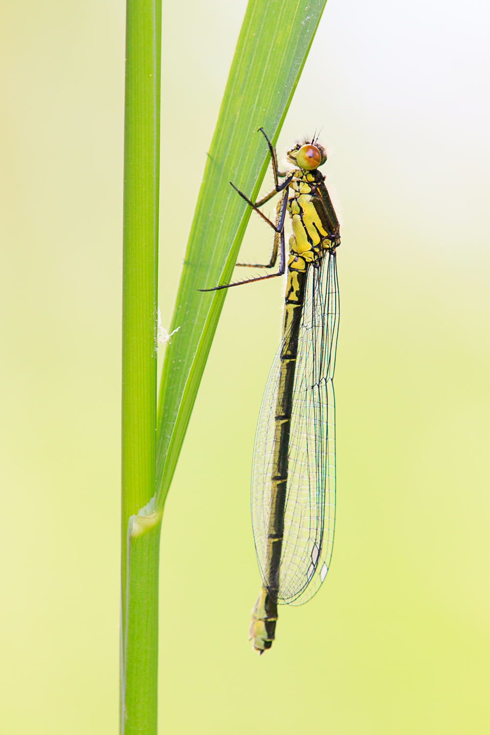 Kleinlibellen (Zygoptera) - Joachim Wimmer Naturfoto