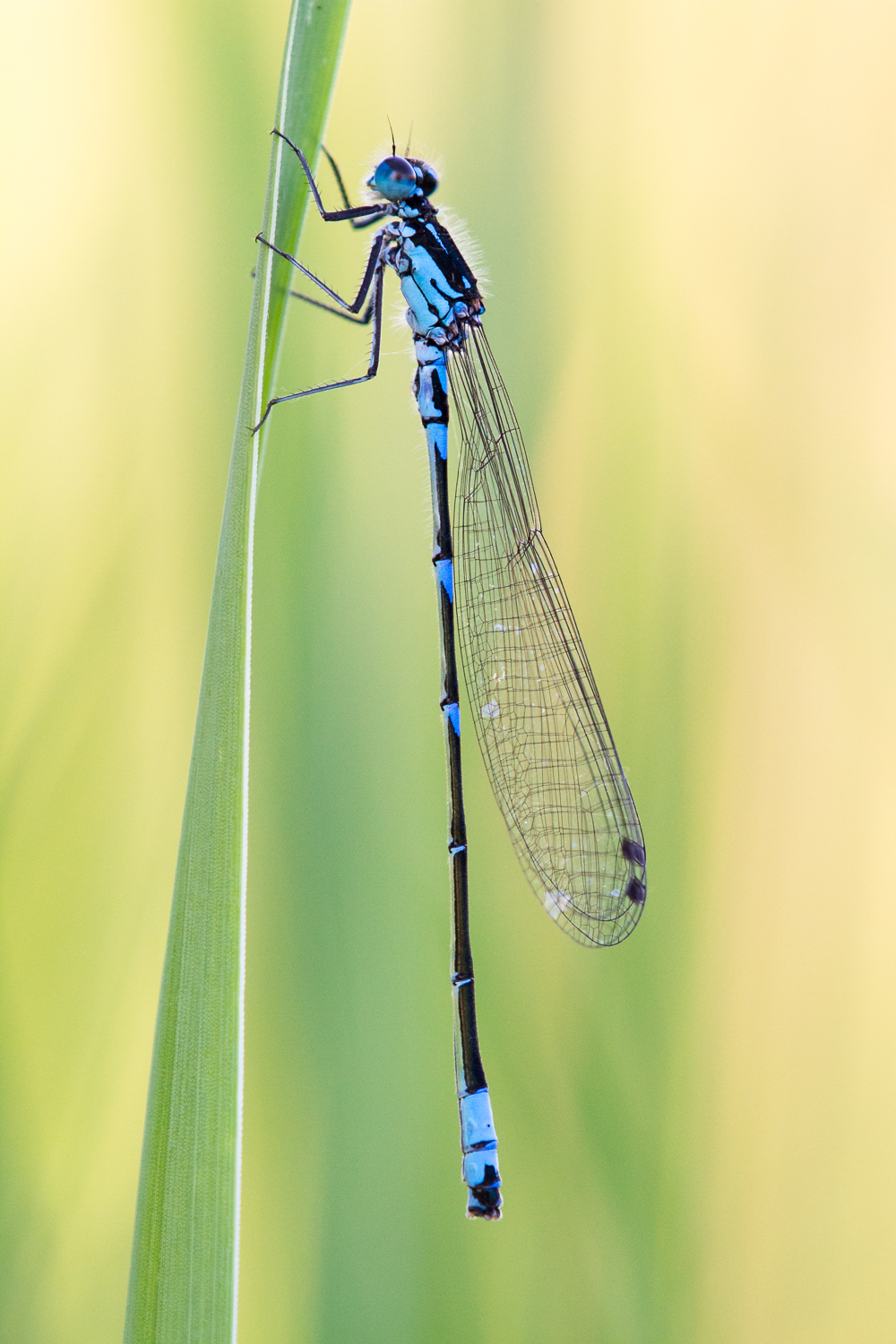 Kleinlibellen (Zygoptera) - Joachim Wimmer Naturfoto