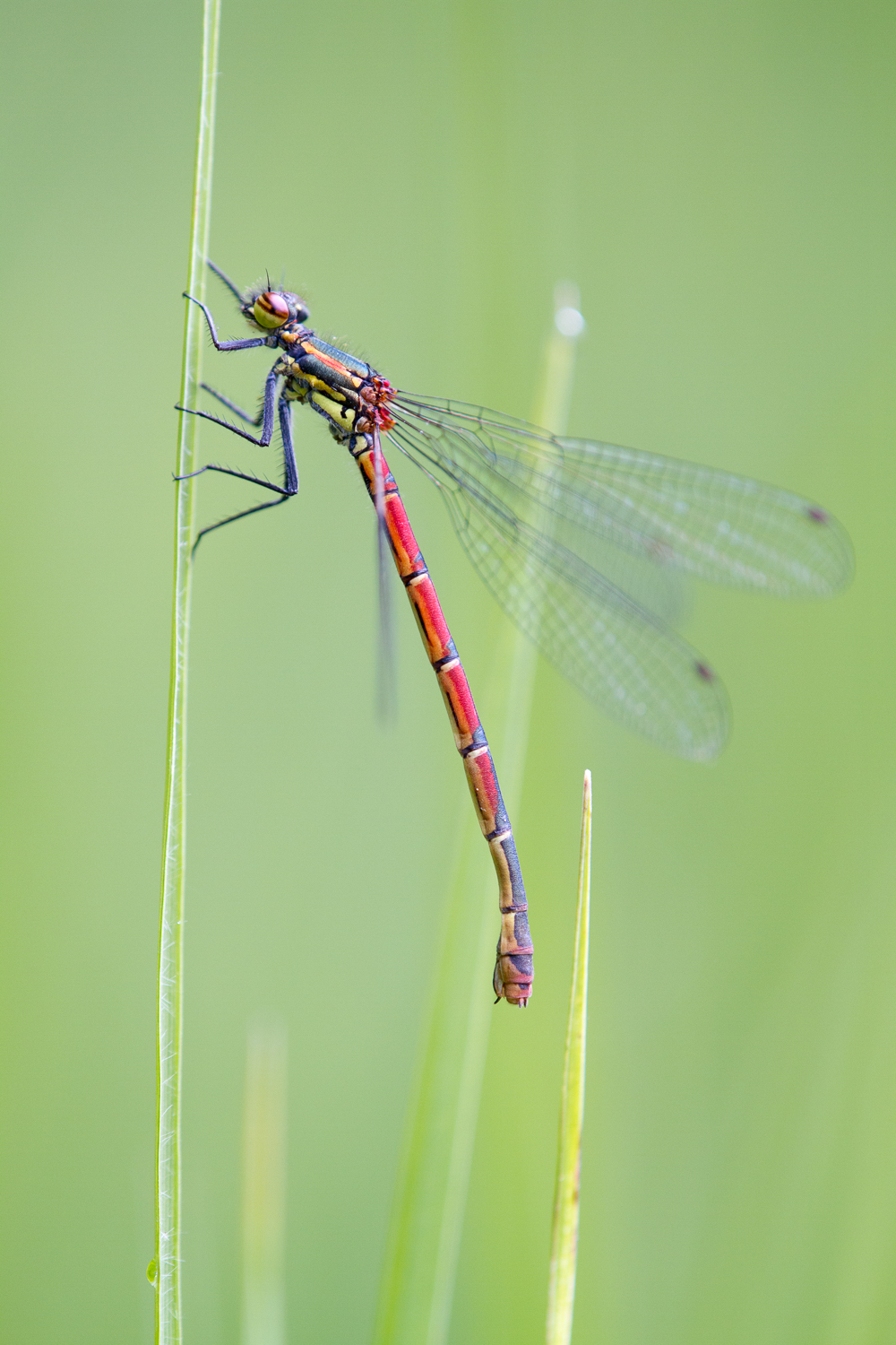 Kleinlibellen (Zygoptera) - Joachim Wimmer Naturfoto