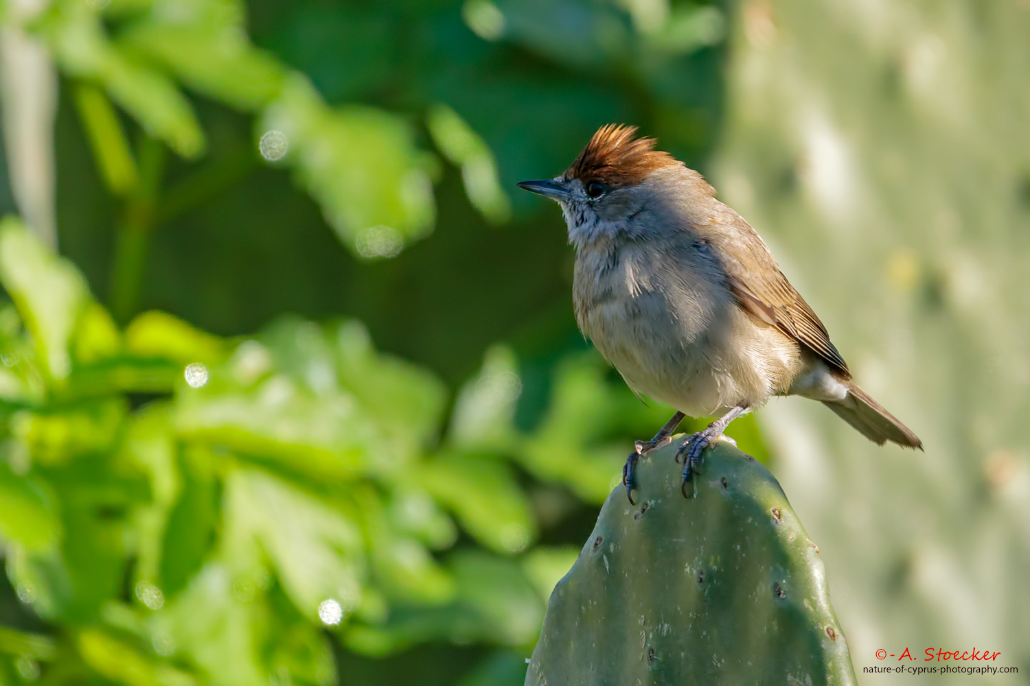 January 2019 Birds - Cyprus-Birds-photography.com