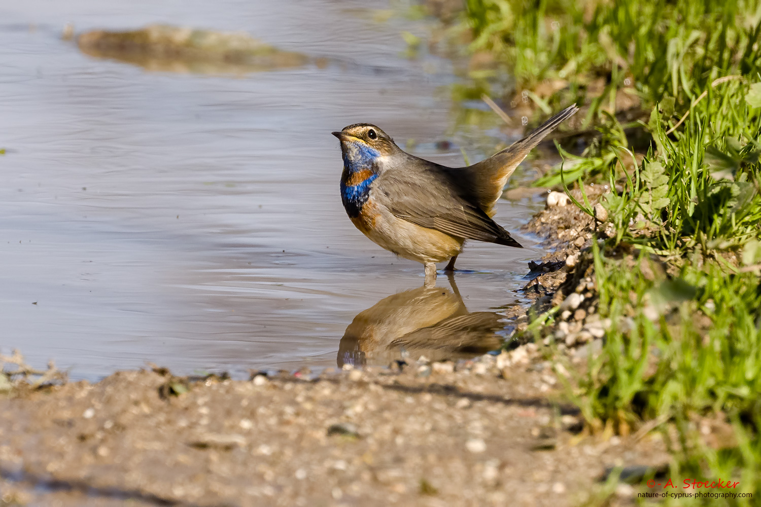 January 2019 Birds - Cyprus-Birds-photography.com