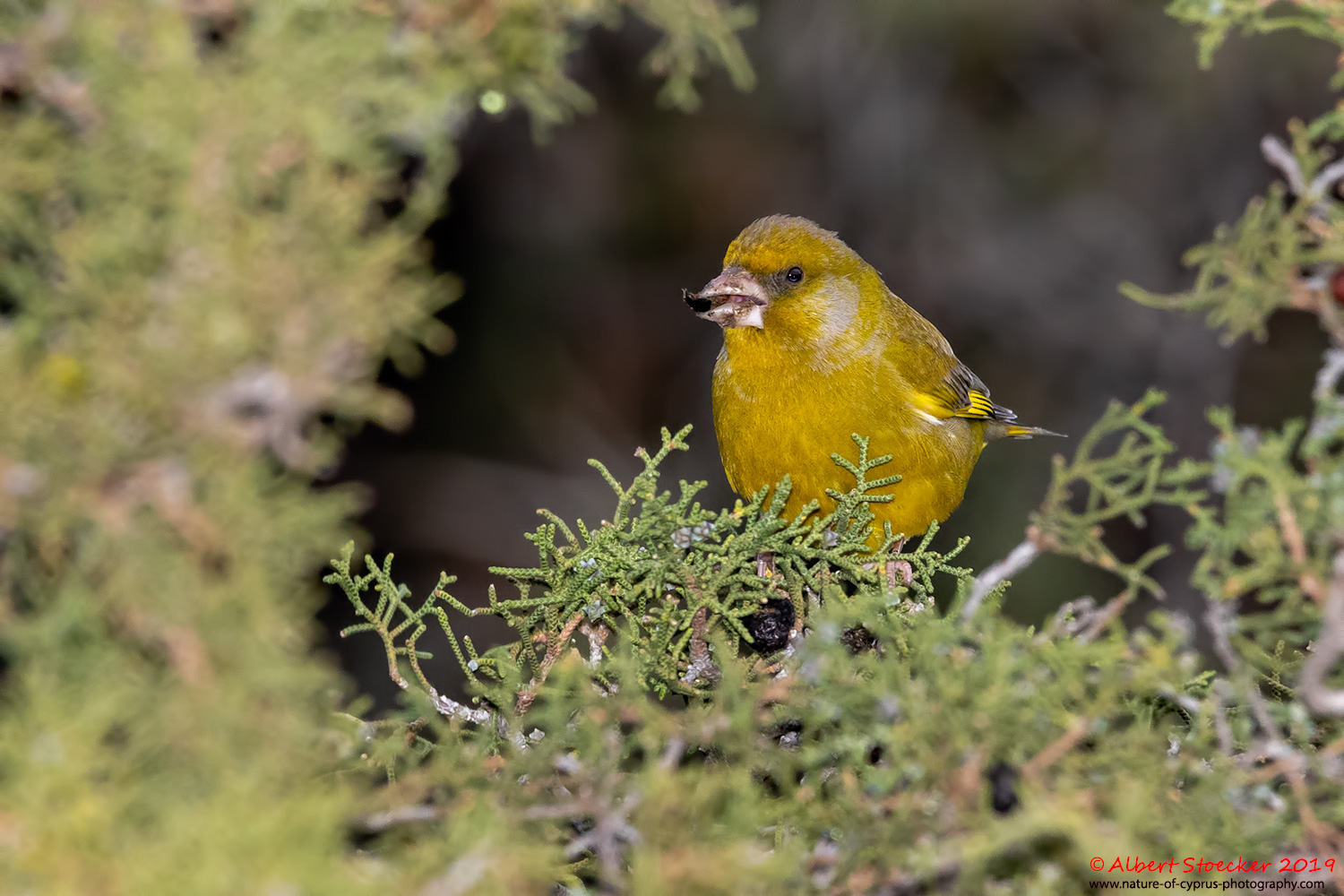 Interessting Migration Birds in March 2019 - Cyprus-Birds-photography.com
