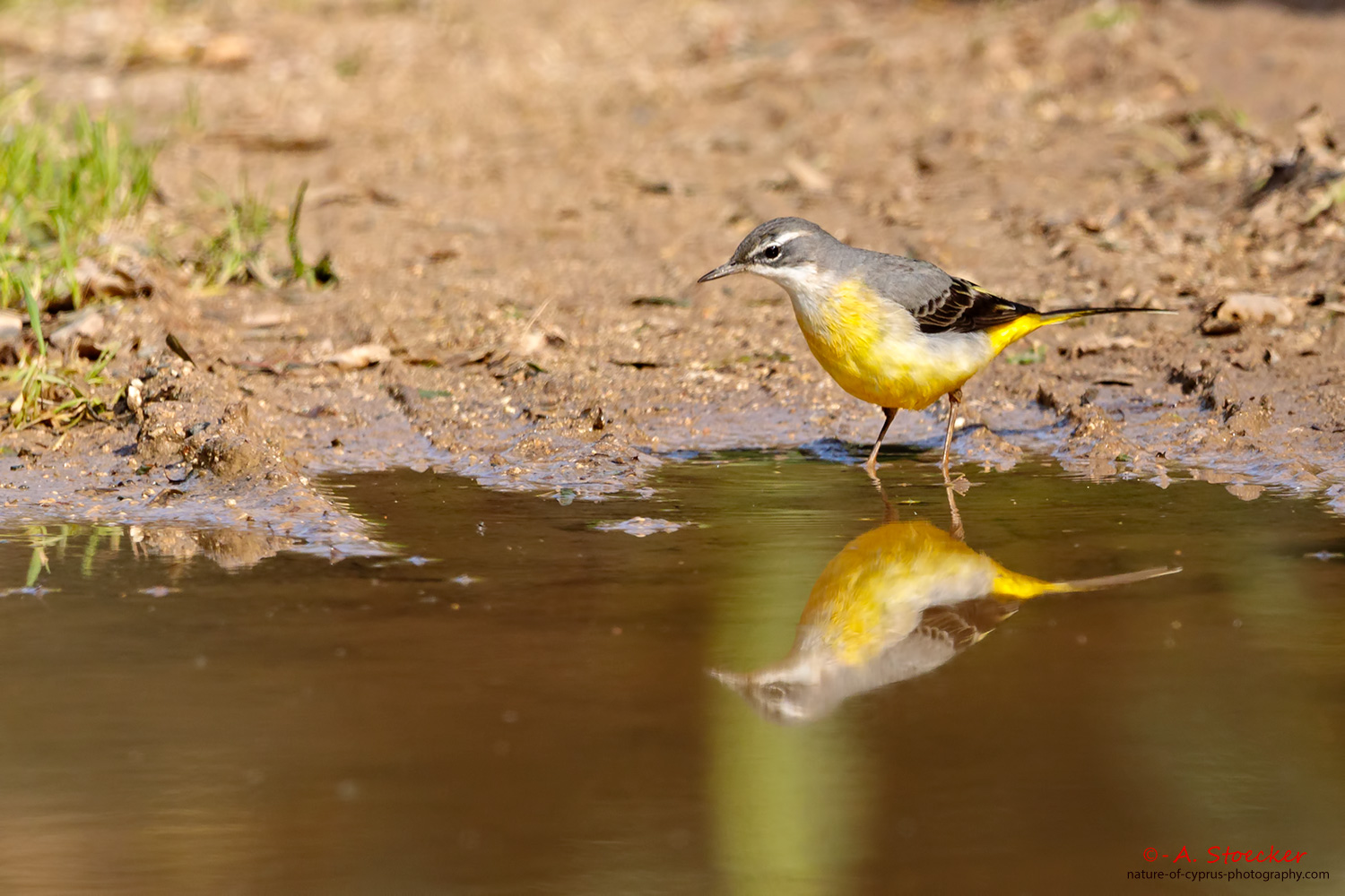 January 2019 Birds - Cyprus-Birds-photography.com