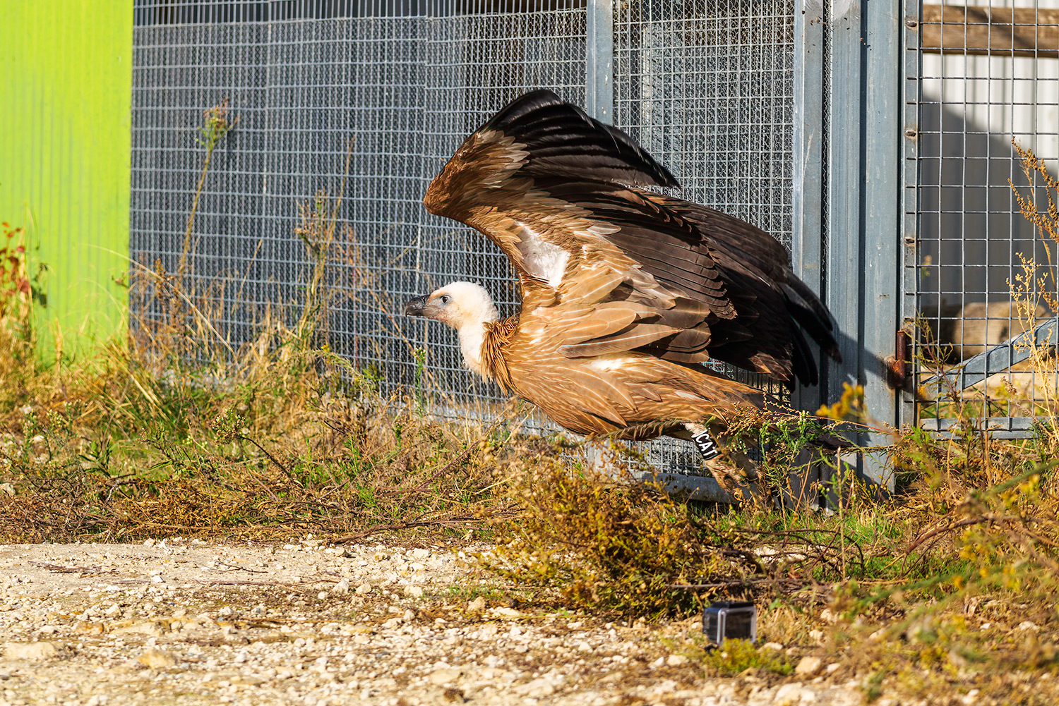 Kostis, young griffon vulture released after recovery - Cyprus-Birds ...