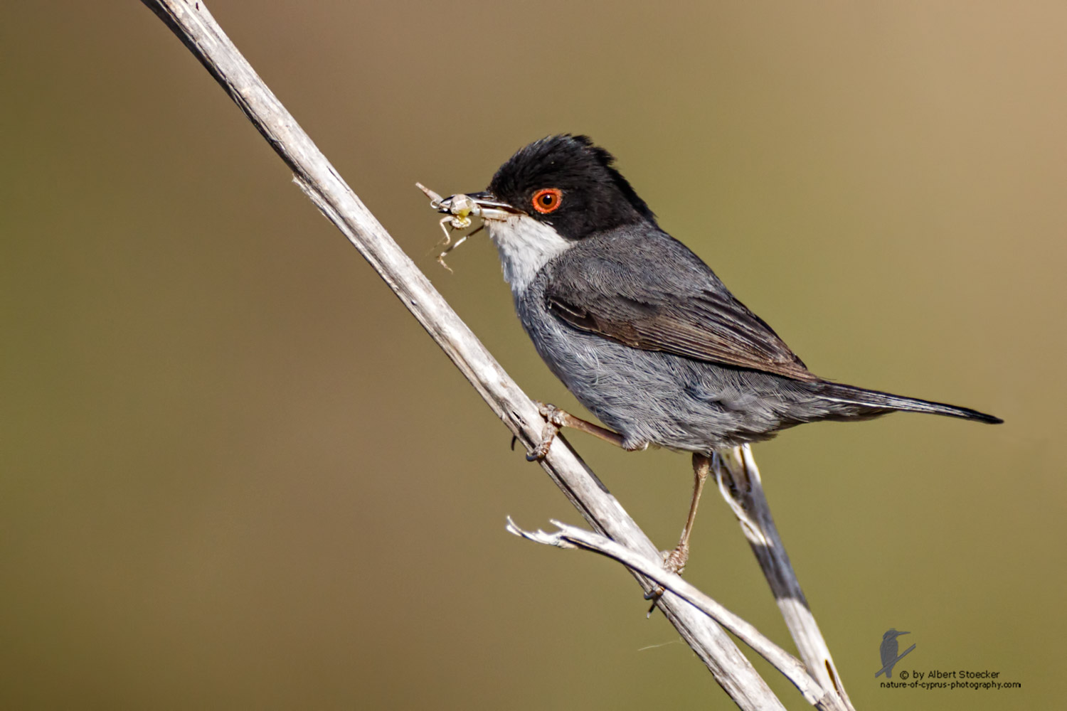 Sardinian Warbler - new generation - Cyprus-Birds-photography.com