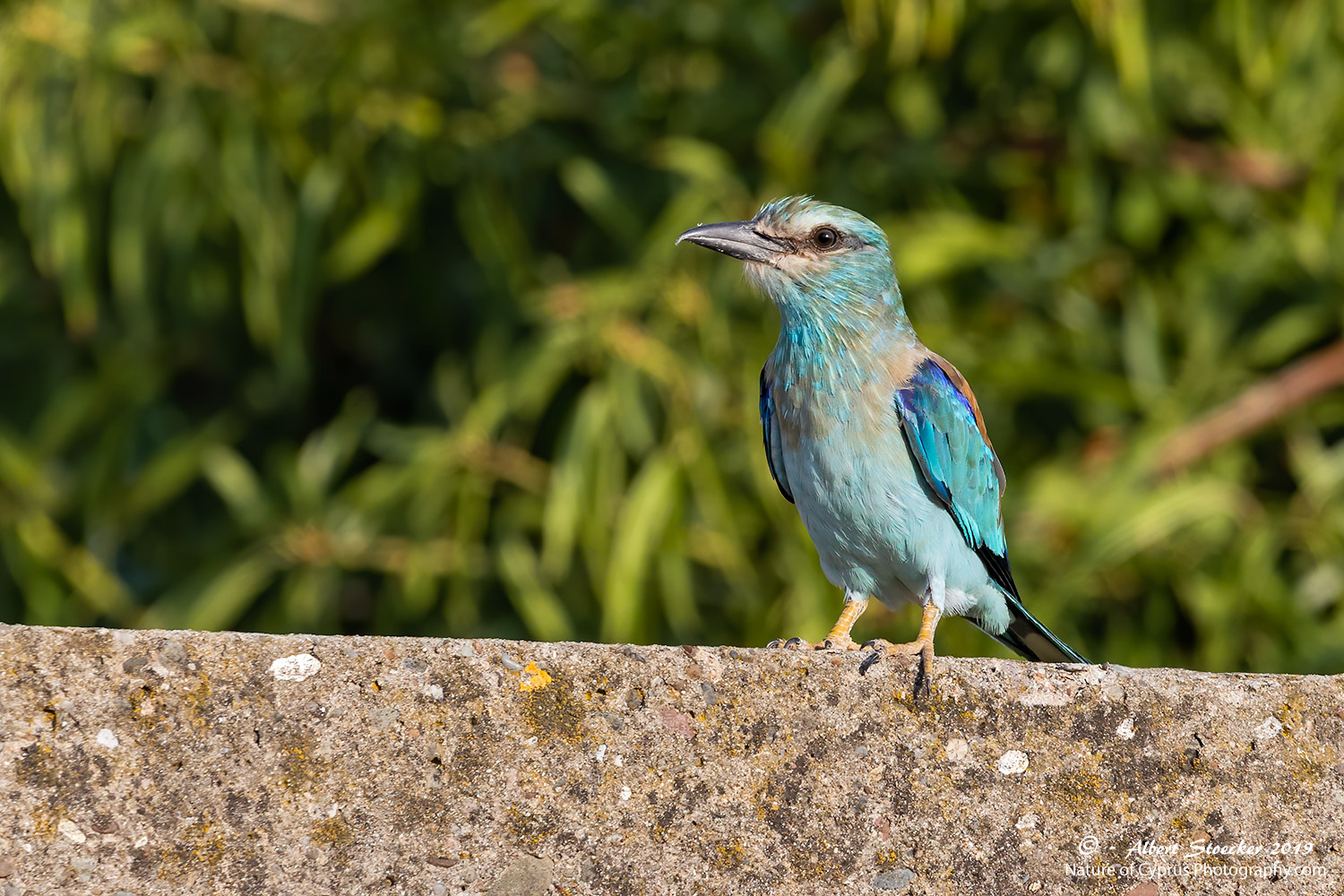 European Roller - Season 2019 - Cyprus-Birds-photography.com