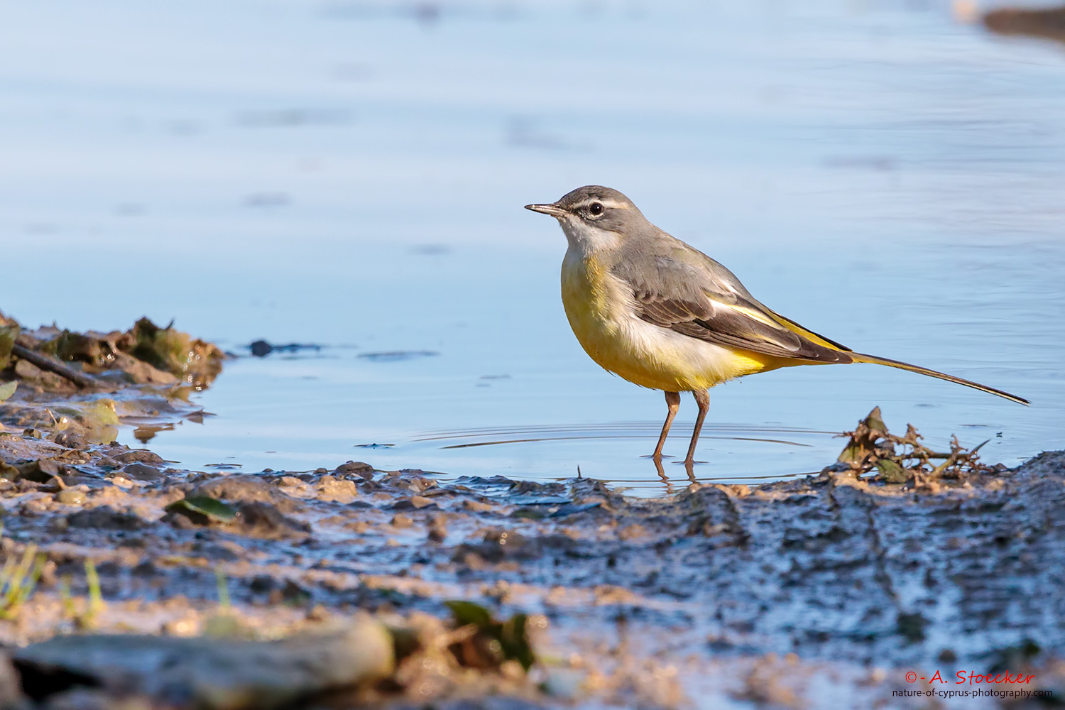 January 2019 Birds - Cyprus-Birds-photography.com