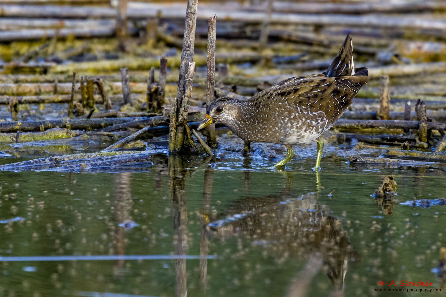 Akrotiri-Zakaki Pool and Marsh 2018 - Cyprus-Birds-photography.com