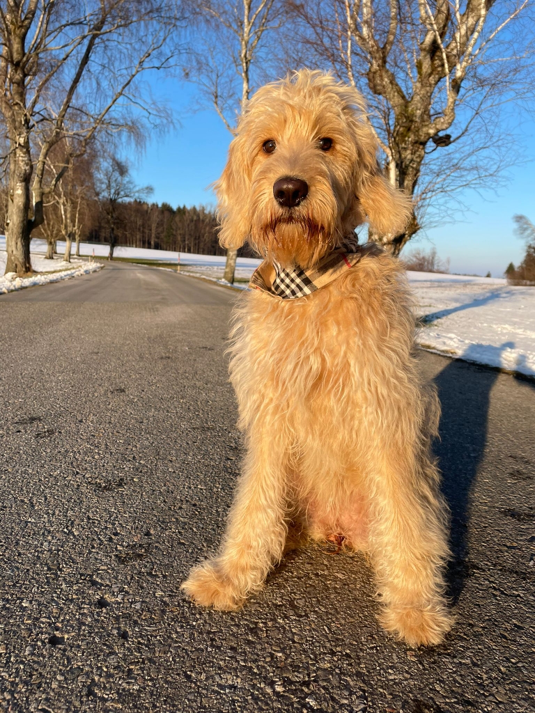 labradoodle-zucht Webseite!