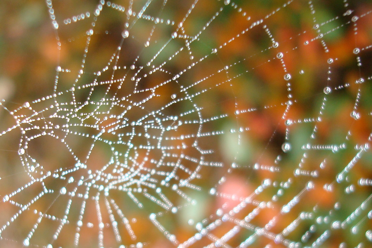 Les colles d'origine animale - Site de tpe-colles